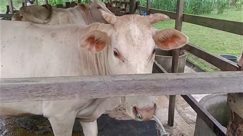 Ternak Lembu Sado Youtube