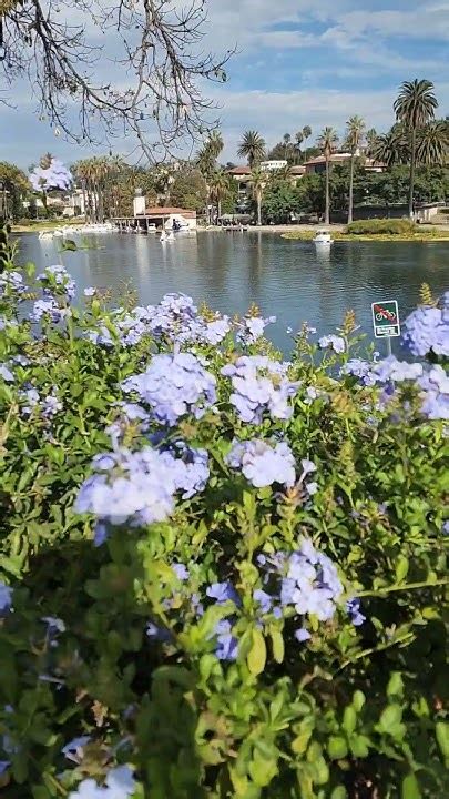 Al호숫가 핀플럼바고 꽃 Youtube