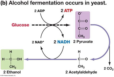 Ethanol Fermentation Process Diagram Ethanol Fermentation Eq