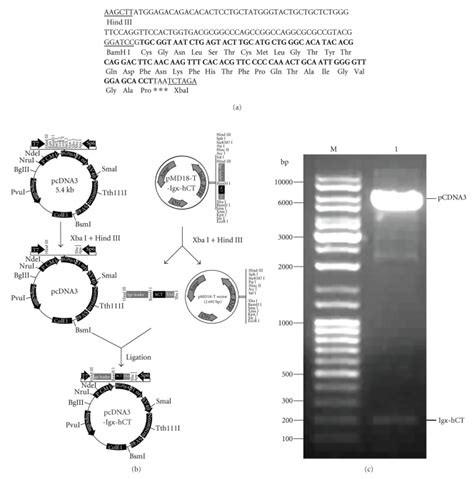 Construction And Identification Of Recombinant Pcdna3 0 Ig κ Hct