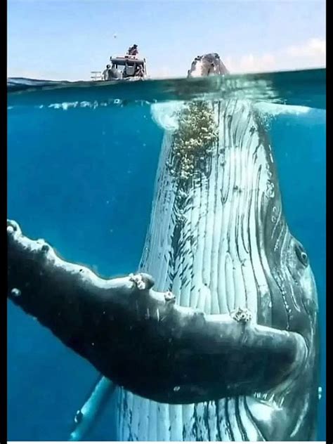 უნიკალური ფოტო ლურჯი ვეშაპი ყველაზე დიდი ცხოველია და ალბათ ყველაზე მძიმეც Youtube