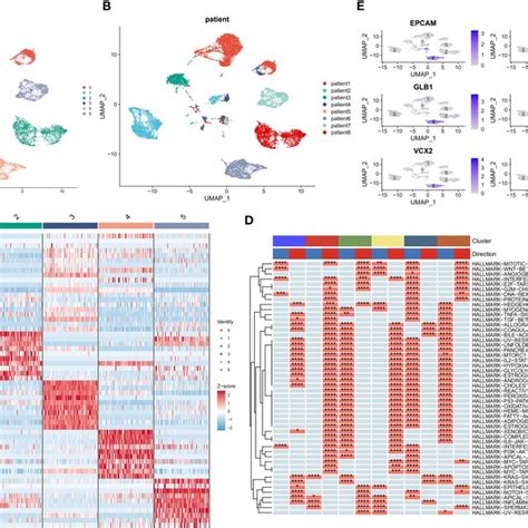 Transcriptome Heterogeneity Of Malignant Cells In Hcc Tissues A Umap