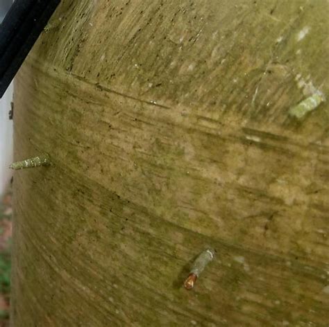 What Is This BugGuide Net