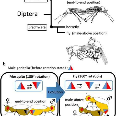 PDF Proper Direction Of Male Genitalia Is Prerequisite For Copulation In Drosophila Implying