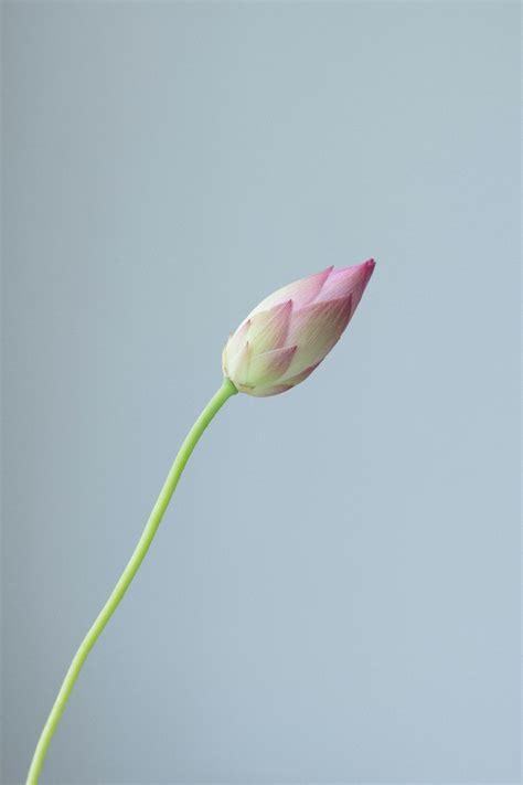 고독 고립된 고요한 꽃 꽃 사진 꽃무늬 꽃이 피는 넬 버스 누티 페라 단순한 단일 꽃 동식물 미니멀리스트 발아 봄 부드러운 색 분홍색 꽃 섬세한