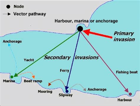 Schematic Of The Bioinvasion Process Via Primary And Secondary Pathways