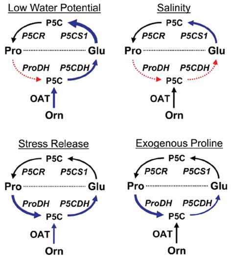 Transcriptional Regulation Of Core Genes Of Proline Metabolism By Low
