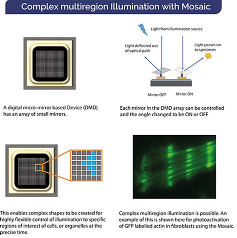 Optogenetics Applications At Evie Wynyard Blog