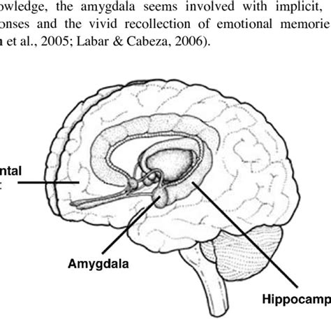 2 Brain Structures Involved In Memory Processing Download Scientific Diagram