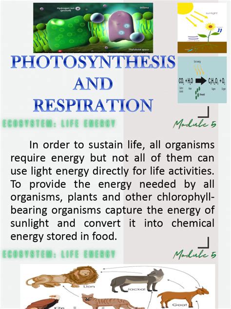 Ecosystem Life Energy Pdf
