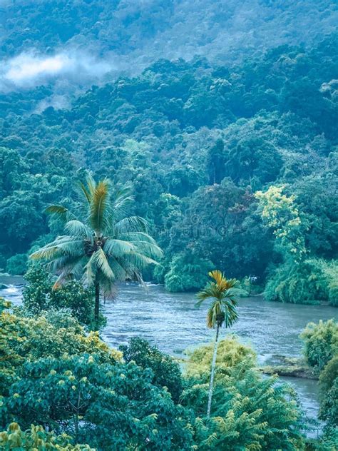 The Chalakudy River Flowing Through Lush Tropical Rainforest With Palm