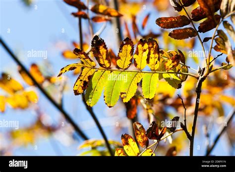 Autumn Tree With Foliage Changed Color In The Autumn Season Stock Photo Alamy