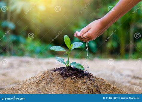 Tree And Hands Nazca Lines Stock Image CartoonDealer Com 33200005