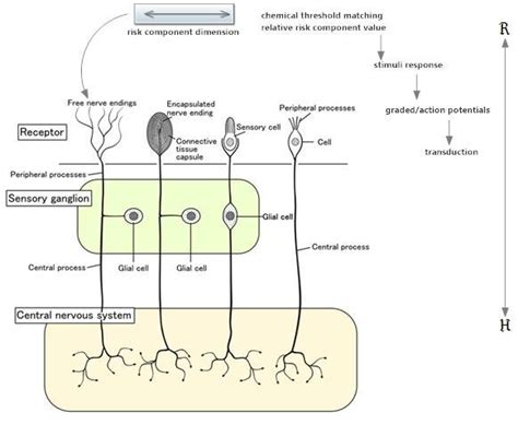 Mapping Risk Components To Sensory Systems Download Scientific Diagram
