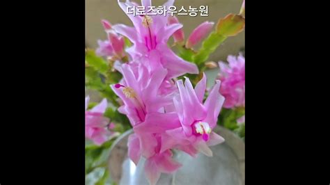 더로즈하우스농원 게발선인장전문 꽃사랑 Youtube