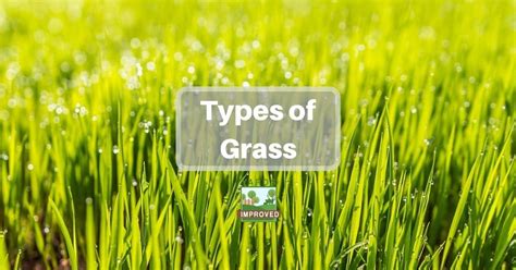 What Type Of Grass Should You Plant Yards Improved