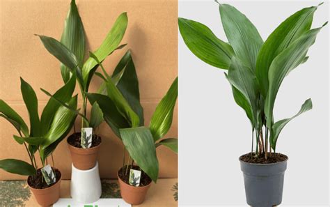 Cast Iron Plant Aspidistra Elatior A Comprehensive Guide