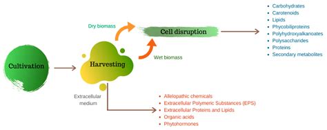 Processes Free Full Text Microalgae Biomolecules Extraction Separation And Purification