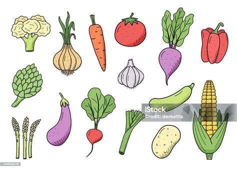 낙서 스타일의 컬러 드로잉 야채 컬렉션입니다 수확의 벡터 일러스트레이션 세트 옥수수 감자 당근 무 사탕무 마늘 양파 토마토 등
