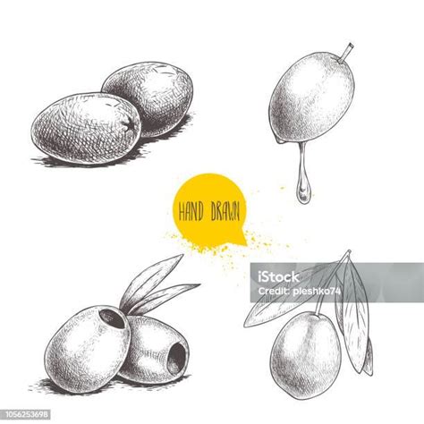 손으로 그린 올리브 세트를 스케치 합니다 무리 올리브 오일 방울 뼈 없는 올리브와 올리브 가지와 잎 벡터 그림을 흰색 배경에