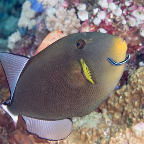 Pinktail Triggerfish Facts Diet Habitat And Pictures On Animaliabio