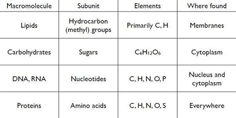 What Are The 4 Types Of Macromolecules And Their Functions
