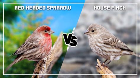 Red Headed Sparrow Vs House Finch 7 Key Differences