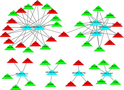 lncrna and mrna co expression networks in subcutaneous adipose tissues