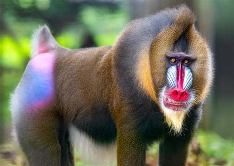 These Are The Most Colorful Animals In The World Photos
