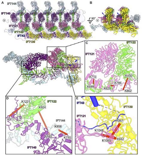 figure 1 from integrative modeling reveals the molecular architecture