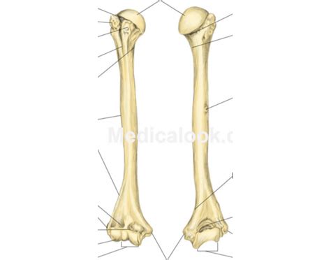 Cadaver Humerus Diagram Quizlet