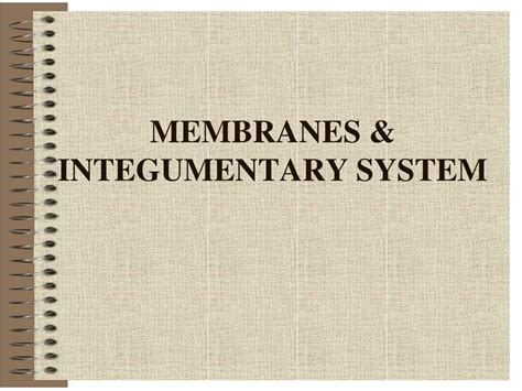 PPT MEMBRANES INTEGUMENTARY SYSTEM PowerPoint Presentation ID