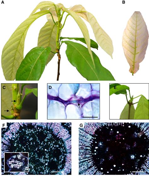 figure 1 from high resolution transcript profiling of the atypical