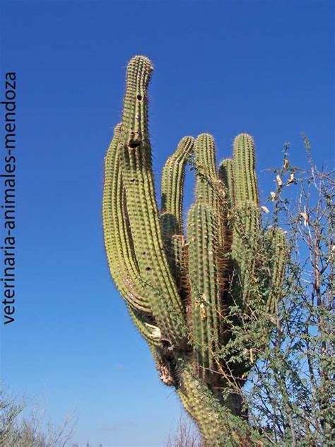 Trichocereus Terscheckii Ecoregistros