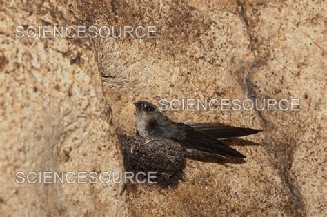 Edible Nest Swiftlet Stock Image Science Source Images
