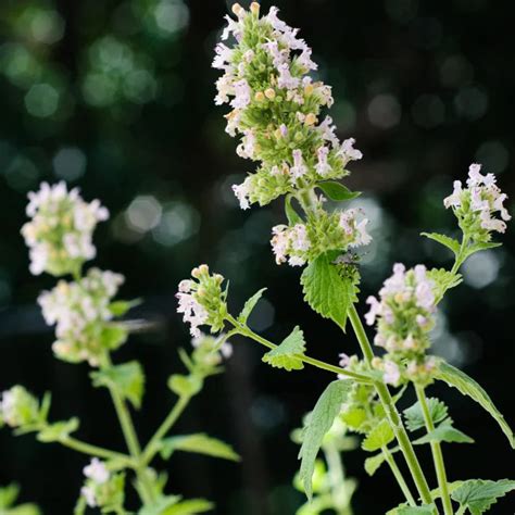 Organic Catnip Seeds Ireland Organic Nepeta Cataria Catmint Seeds