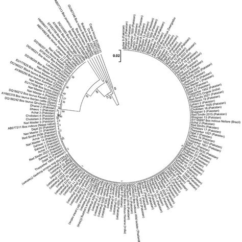 The Phylogenetic Tree Using Unweighted Pair Group Method With