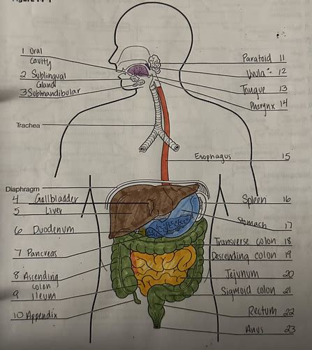 Gi Tract Flashcards Quizlet