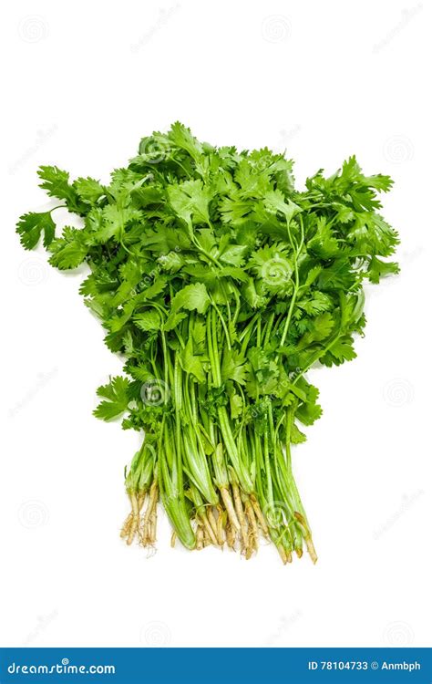 Bundle Of Coriander Stock Image Image Of Ecofriendly 78104733