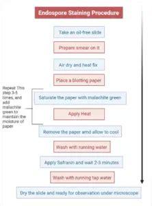 Endospore Staining Principle Procedure Result Biology Notes Online