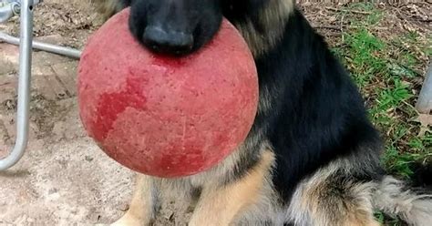 Kaiser Album On Imgur Kaiser Album On Imgur