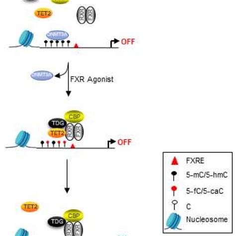 Transcriptional Regulation Of Fxr Target Genes By Tet Tdg Mediated