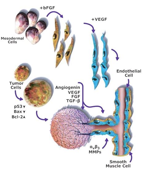 Studying Hallmarks Of Cancer With Recombinant Antibodies