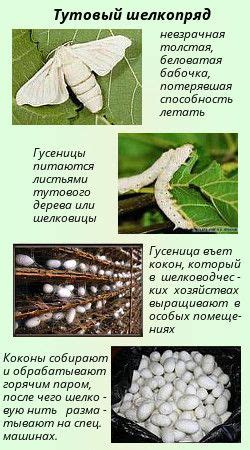 Тутовый шелкопряд | Уроки биологии, Биология, Насекомые
