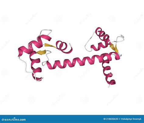 Structure Of Human Calmodulin Stock Illustration Illustration Of Coil