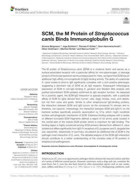 Pdf Scm The M Protein Of Streptococcus Canis Binds Immunoglobulin G