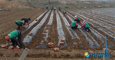 경주시 건천읍 새마을회 감자 심기