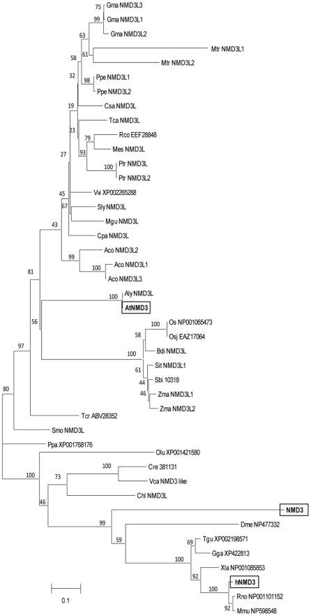 Protein Sequences Of A Thaliana Np178476 And S Cerevisiae Np012040 Download Scientific