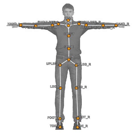 The Unified Skeleton Structure Streamed By Motionhub Download Scientific Diagram
