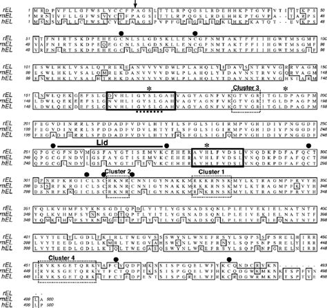 Primary Sequence Of Rat El The Deduced Amino Acid Sequence Of Rat El